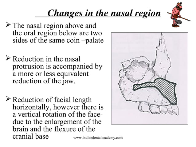 Evolution of human face.. | PPT