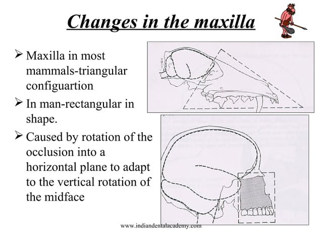 Evolution of human face.. | PPT