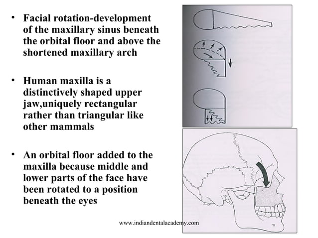 Evolution of human face.. | PPT