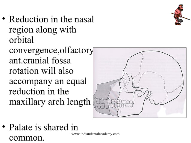 Evolution of human face.. | PPT