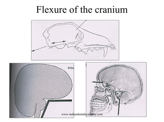 Evolution of human face.. | PPT