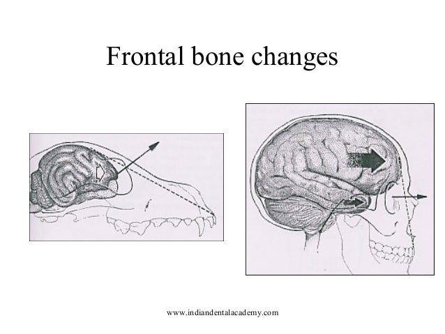 Evolution of human face..
