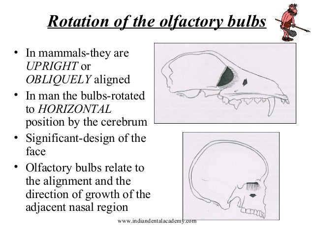 Evolution of human face..