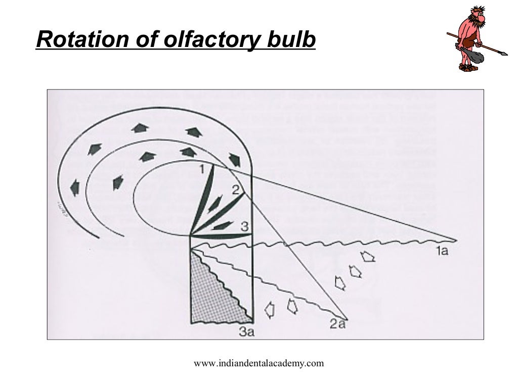 Evolution of human face..
