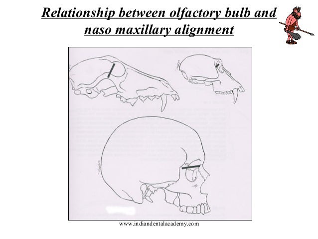 Evolution of human face..