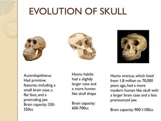 EVOLUTION OF HUMAN RACE new.pptx . | PPTX