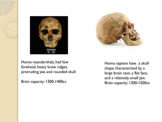EVOLUTION OF HUMAN RACE new.pptx . | PPTX