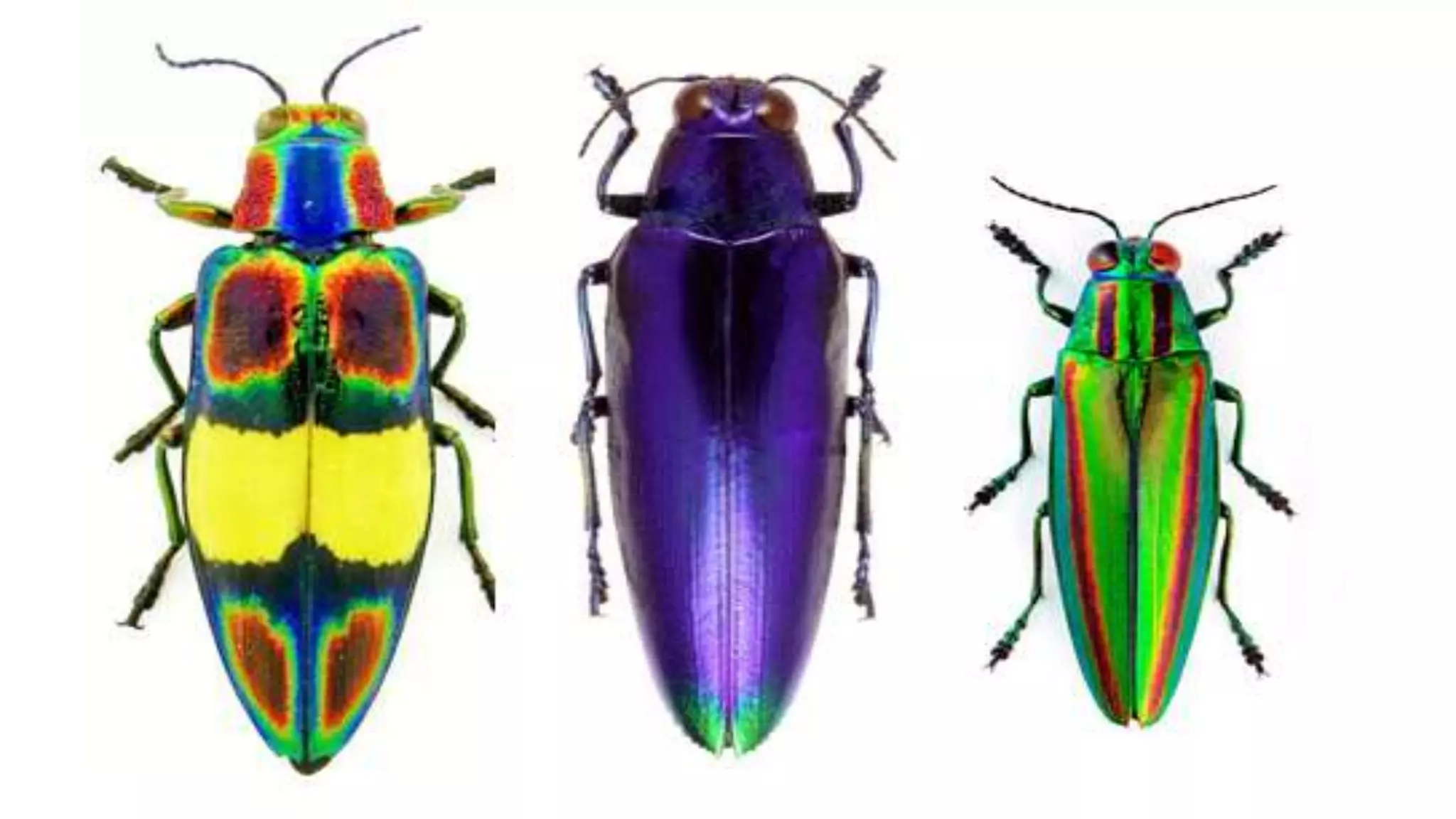 The Evolution of Insects: Introduction / Ordovician to Permian - Bug ...
