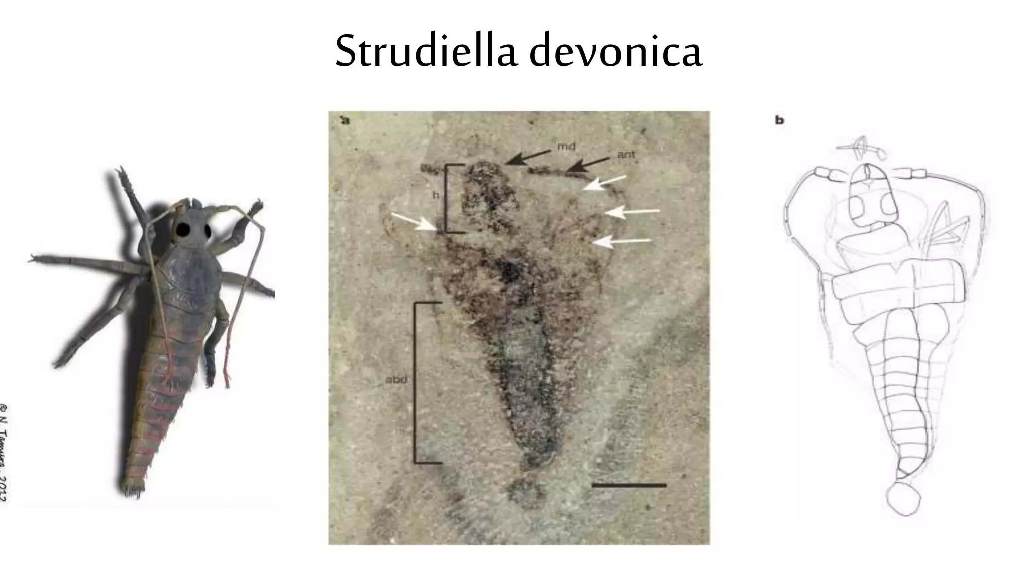 The Evolution of Insects: Introduction / Ordovician to Permian - Bug ...