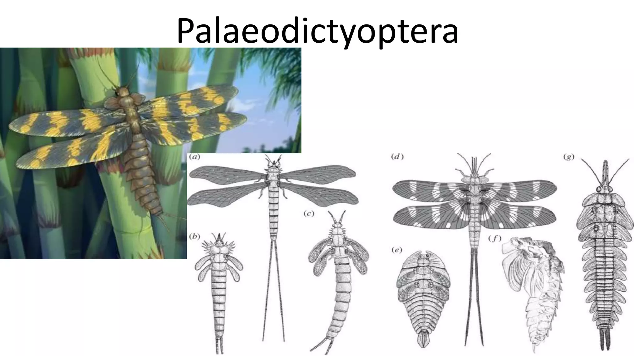 The Evolution of Insects: Introduction / Ordovician to Permian - Bug ...