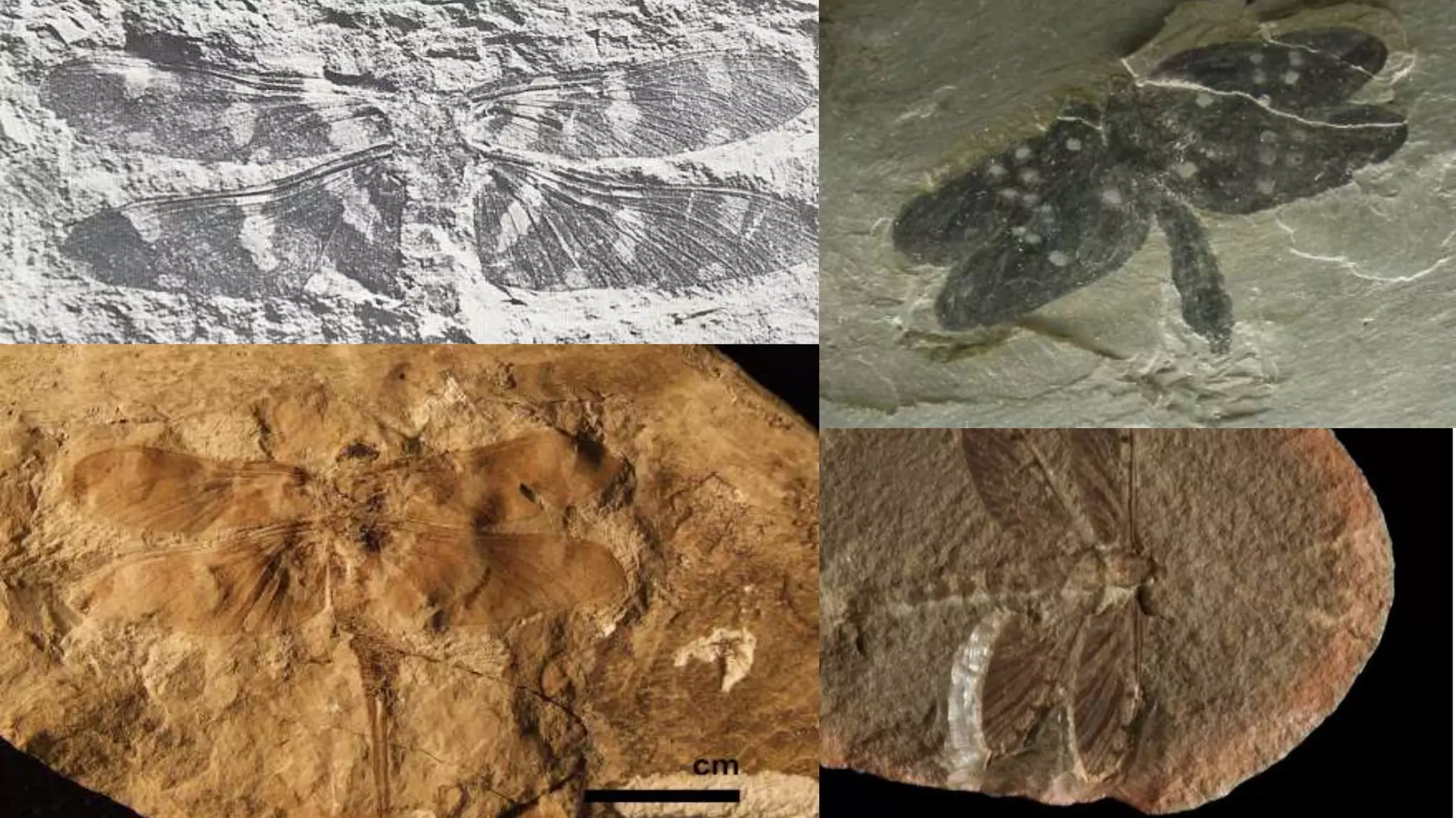 The Evolution of Insects: Introduction / Ordovician to Permian - Bug ...