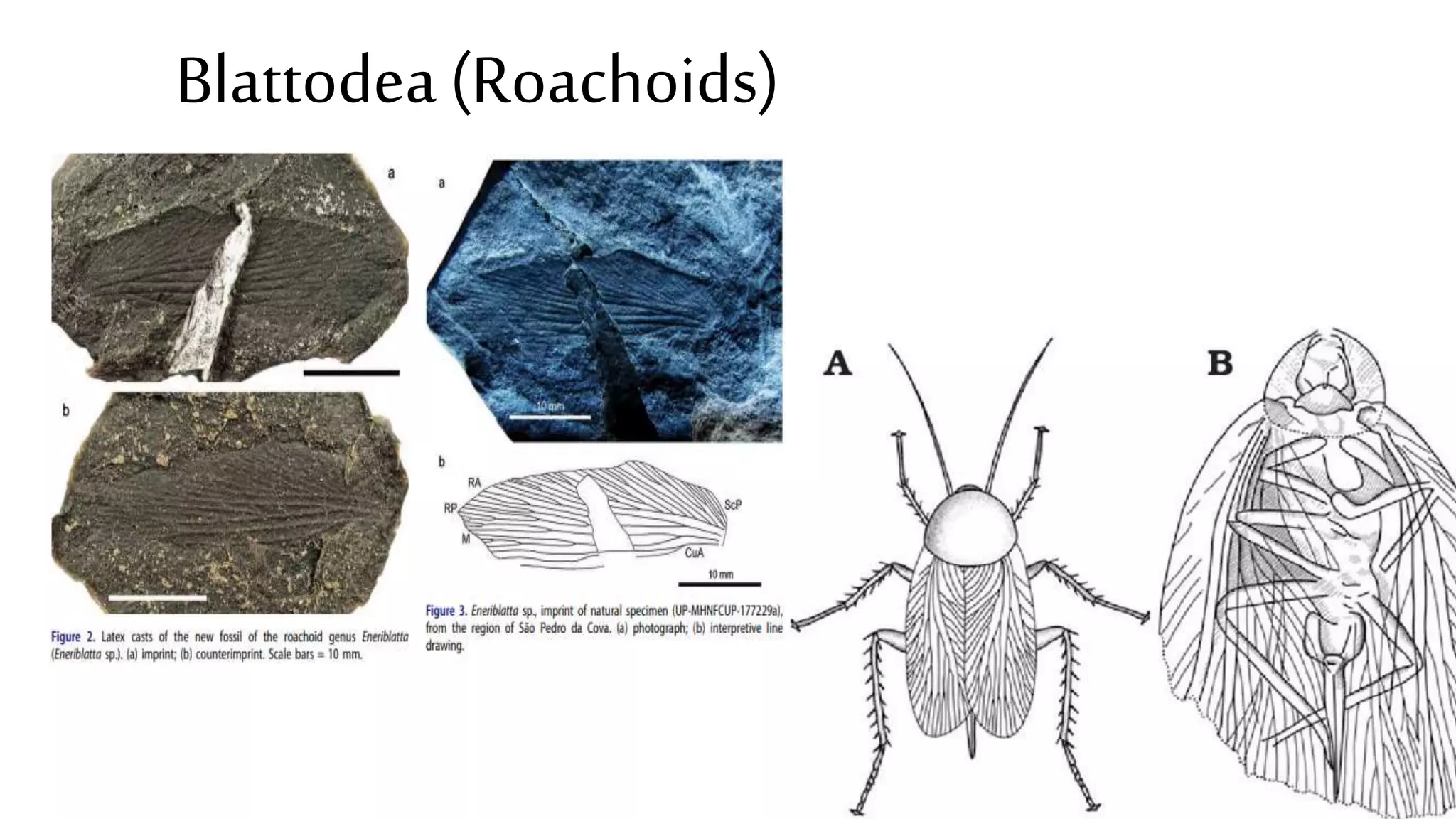 The Evolution of Insects: Introduction / Ordovician to Permian - Bug ...