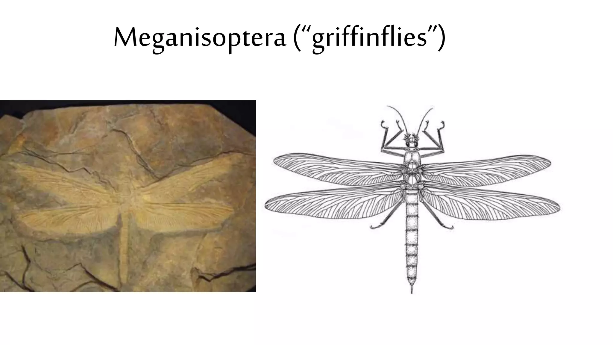 The Evolution of Insects: Introduction / Ordovician to Permian - Bug ...