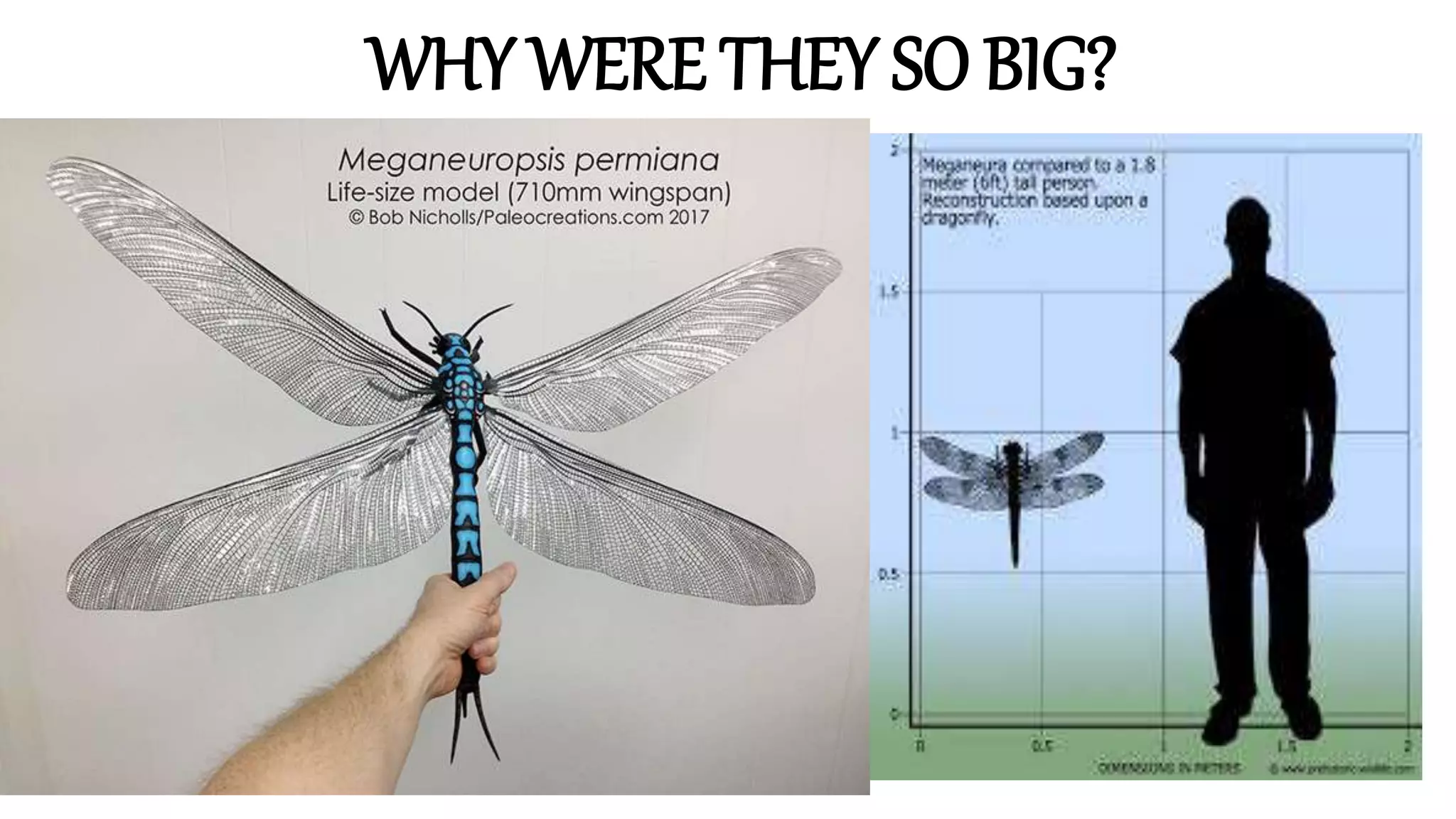 The Evolution of Insects: Introduction / Ordovician to Permian - Bug ...