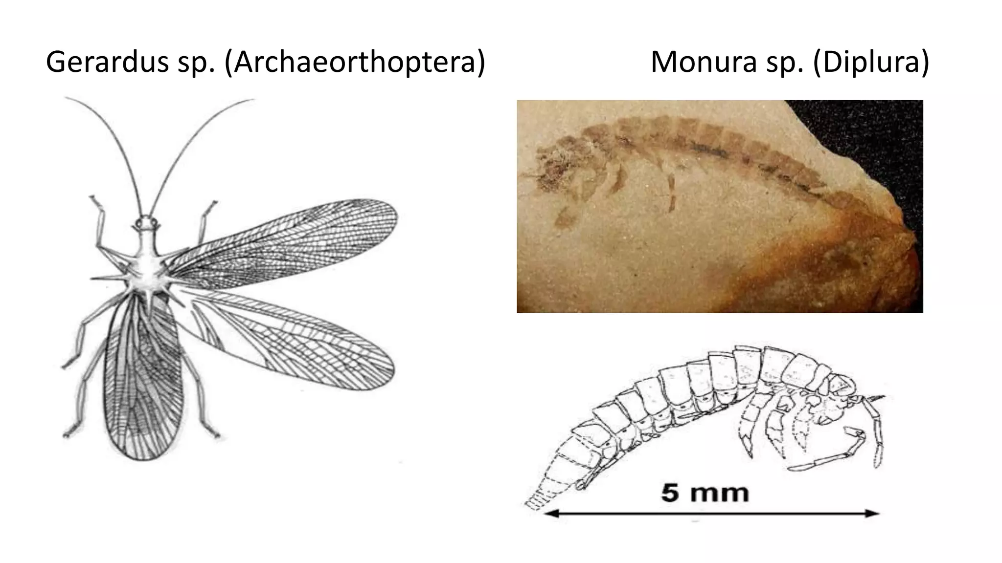 The Evolution of Insects: Introduction / Ordovician to Permian - Bug ...