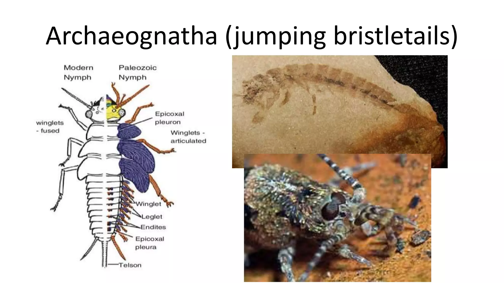 The Evolution of Insects: Introduction / Ordovician to Permian - Bug ...