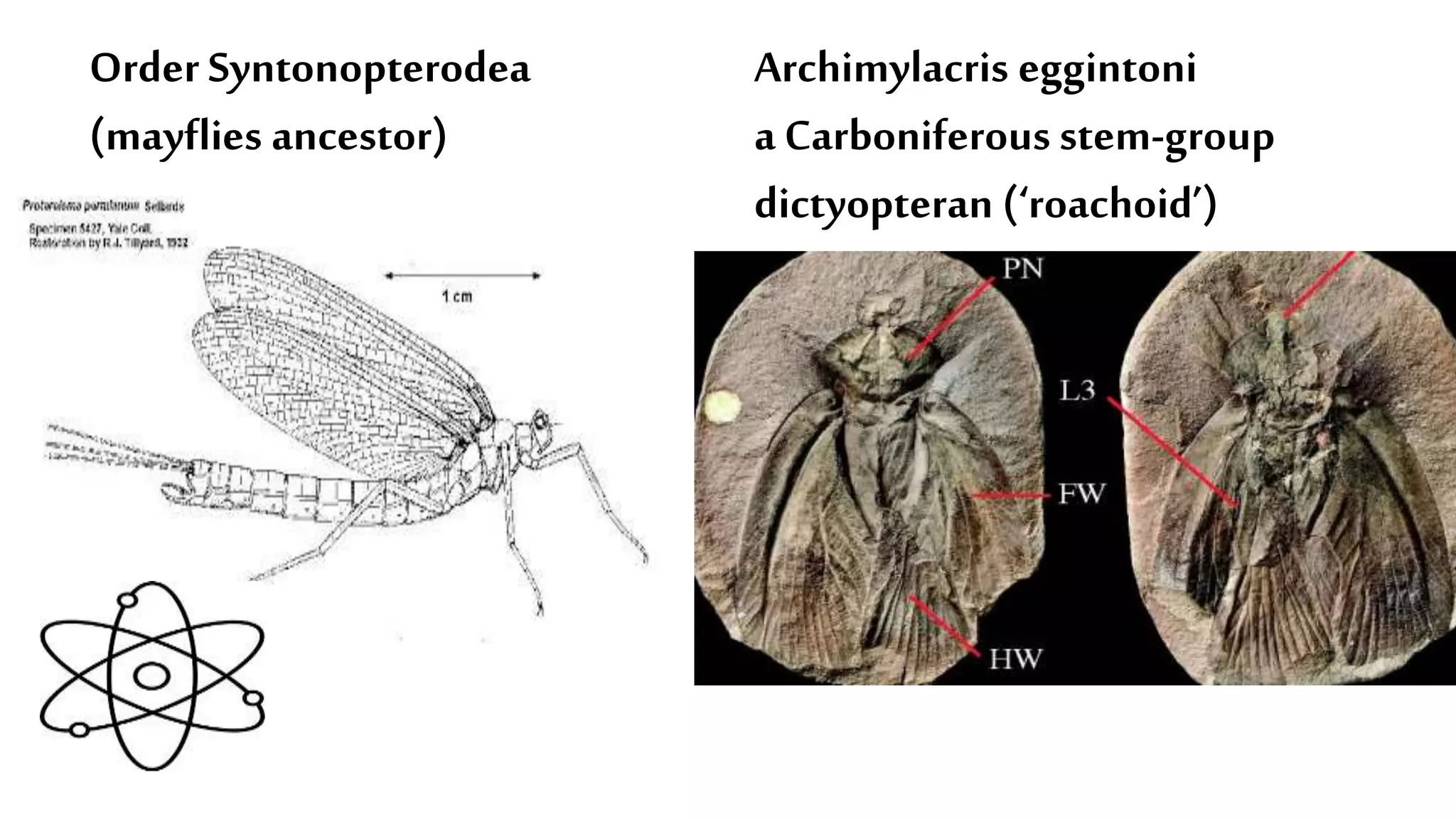 The Evolution of Insects: Introduction / Ordovician to Permian - Bug ...