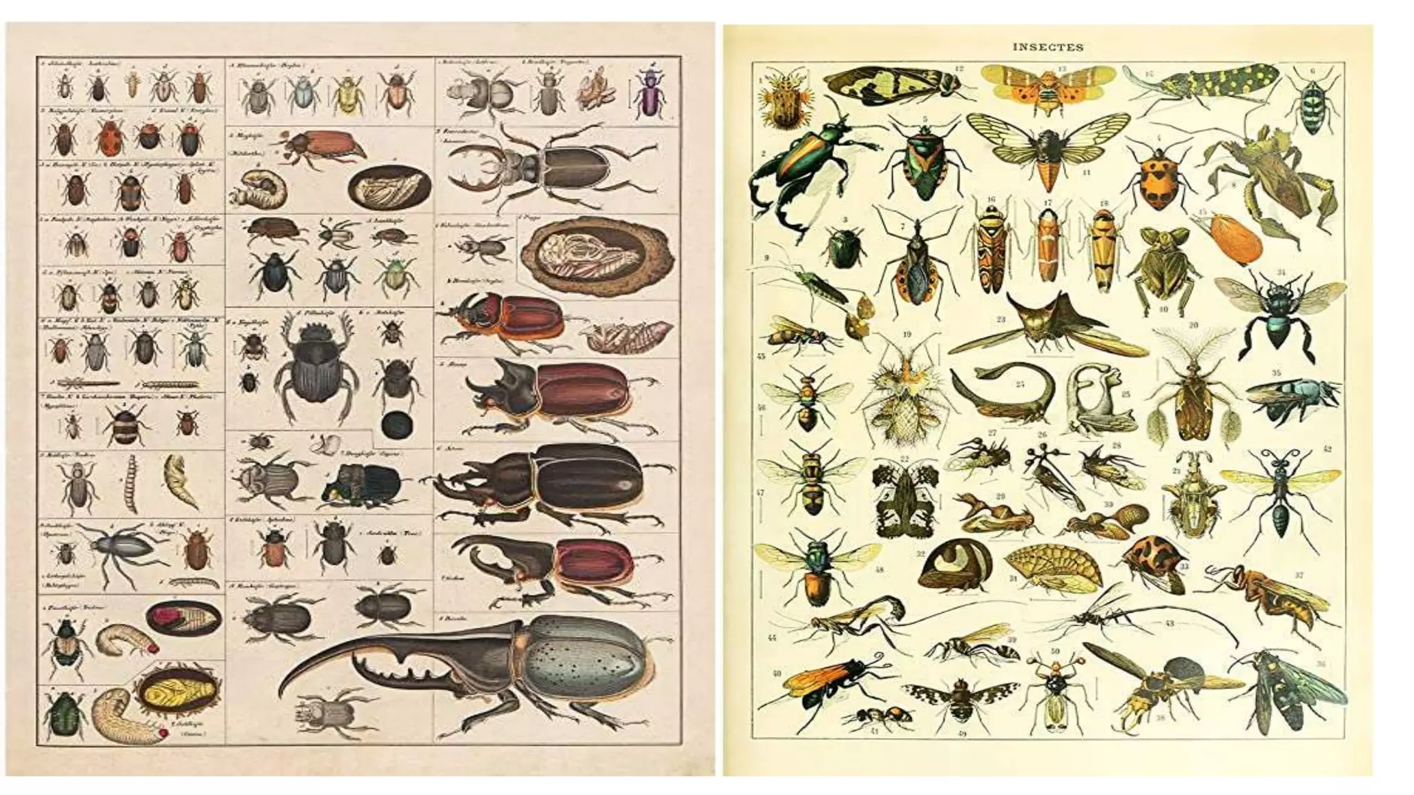 The Evolution of Insects: Introduction / Ordovician to Permian - Bug ...