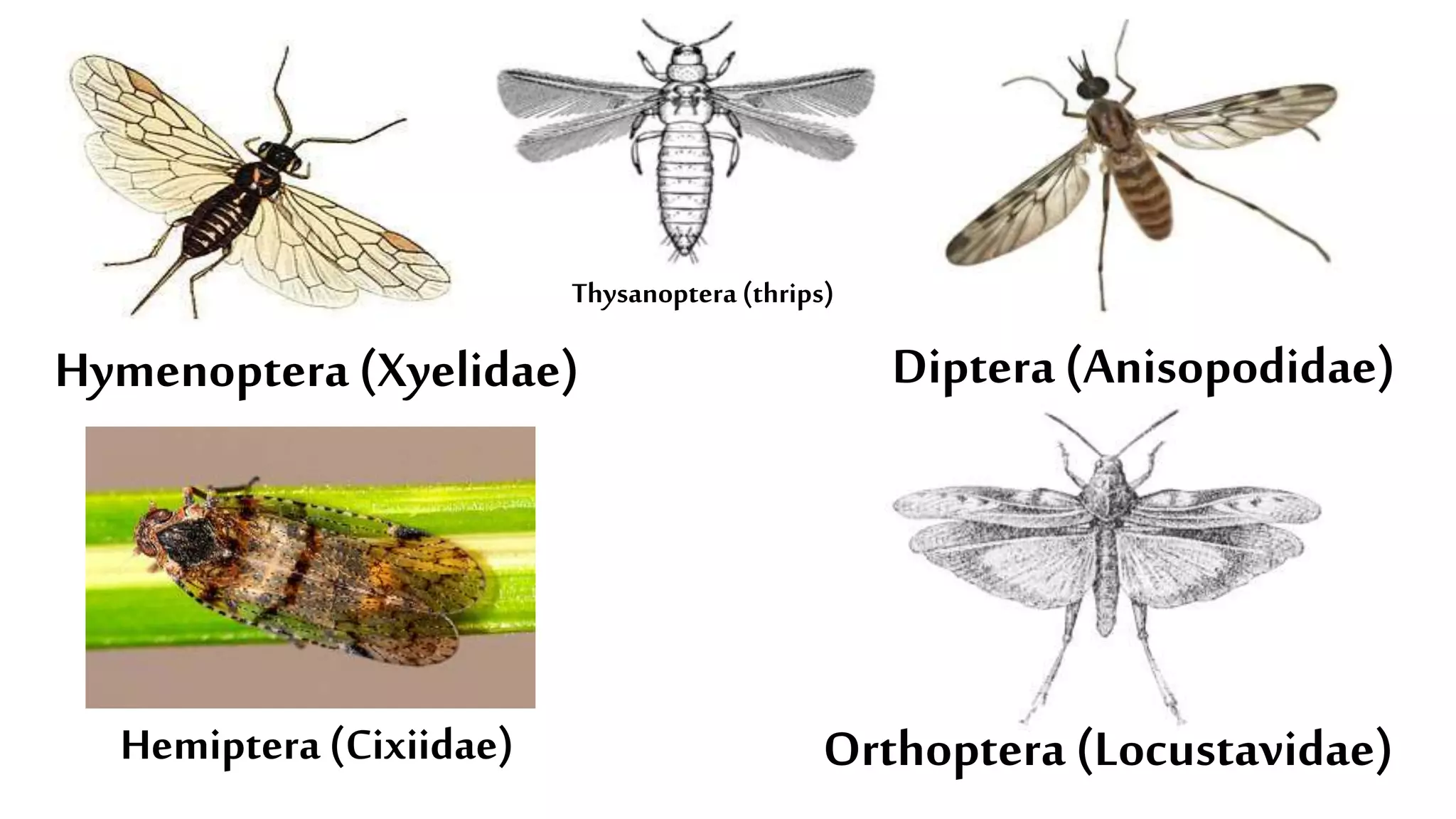 The Evolution of Insects: Introduction / Ordovician to Permian - Bug ...