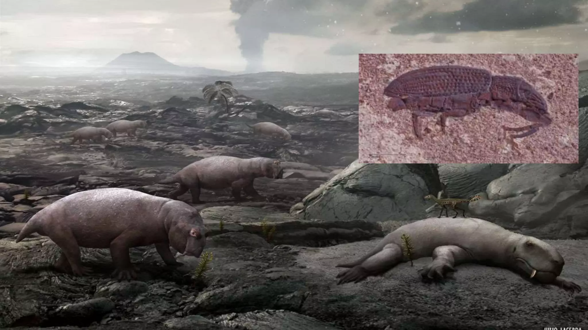 The Evolution of Insects: Introduction / Ordovician to Permian - Bug ...