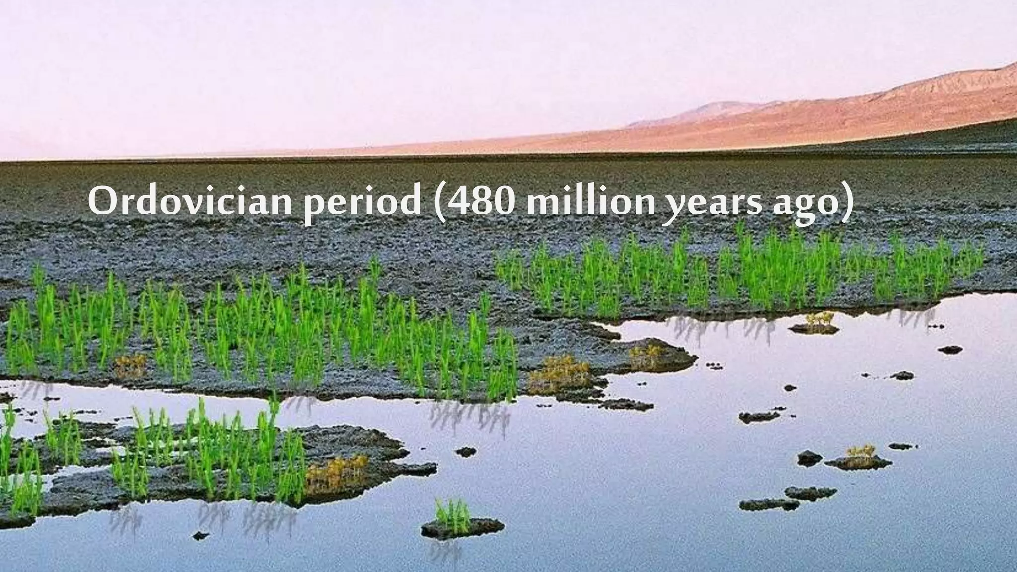 The Evolution of Insects: Introduction / Ordovician to Permian - Bug ...
