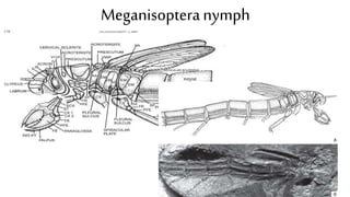 The Evolution of Insects: Introduction / Ordovician to Permian - Bug ...