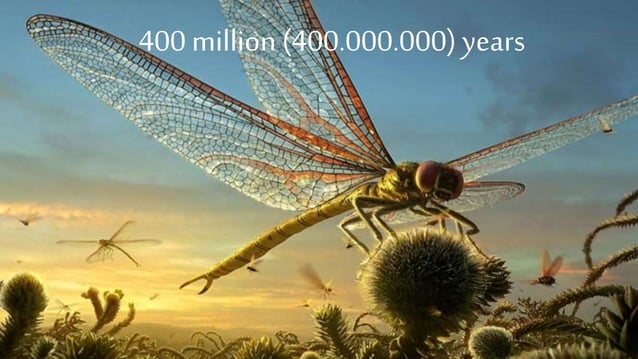 The Evolution of Insects: Introduction / Ordovician to Permian - Bug ...