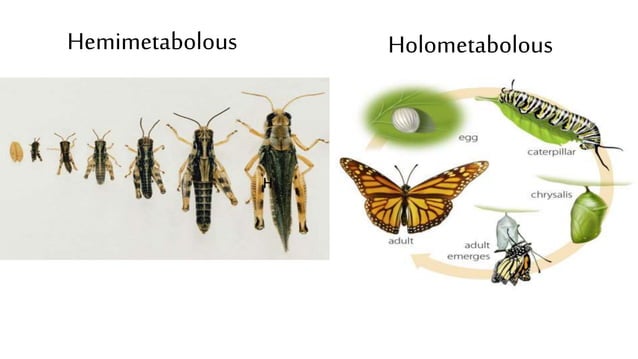 The Evolution of Insects: Introduction / Ordovician to Permian - Bug ...