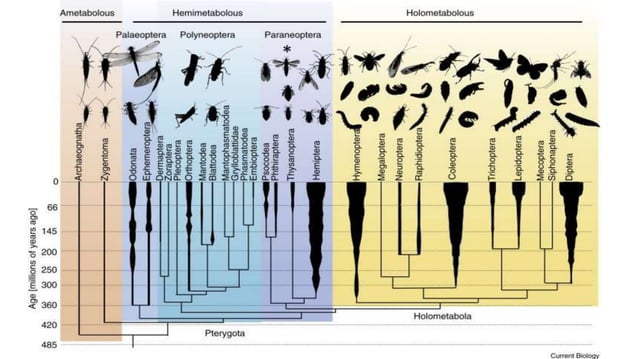 The Evolution of Insects: Introduction / Ordovician to Permian - Bug ...