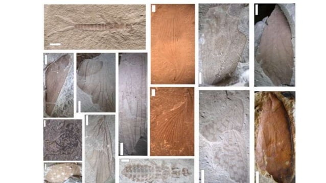 The Evolution of Insects: Introduction / Ordovician to Permian - Bug ...