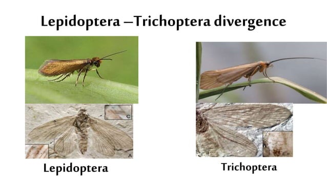 The Evolution of Insects: PART TWO / Permian to Anthropocene - Bug ...