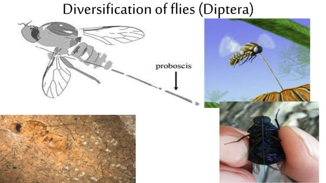The Evolution of Insects: PART TWO / Permian to Anthropocene - Bug ...