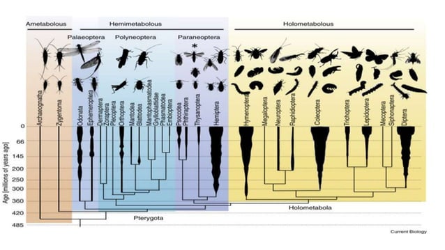 The Evolution Of Insects Part Two Permian To Anthropocene Bug