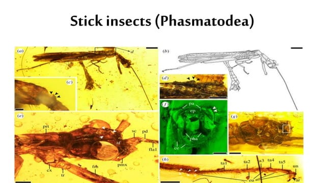 The Evolution Of Insects Part Two Permian To Anthropocene Bug