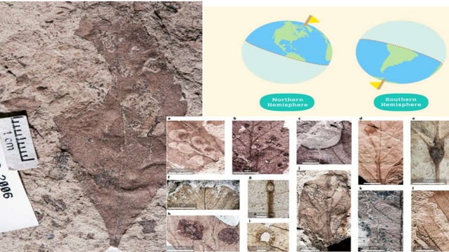 The Evolution Of Insects Part Two Permian To Anthropocene Bug