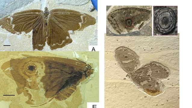 The Evolution of Insects: PART TWO / Permian to Anthropocene - Bug ...