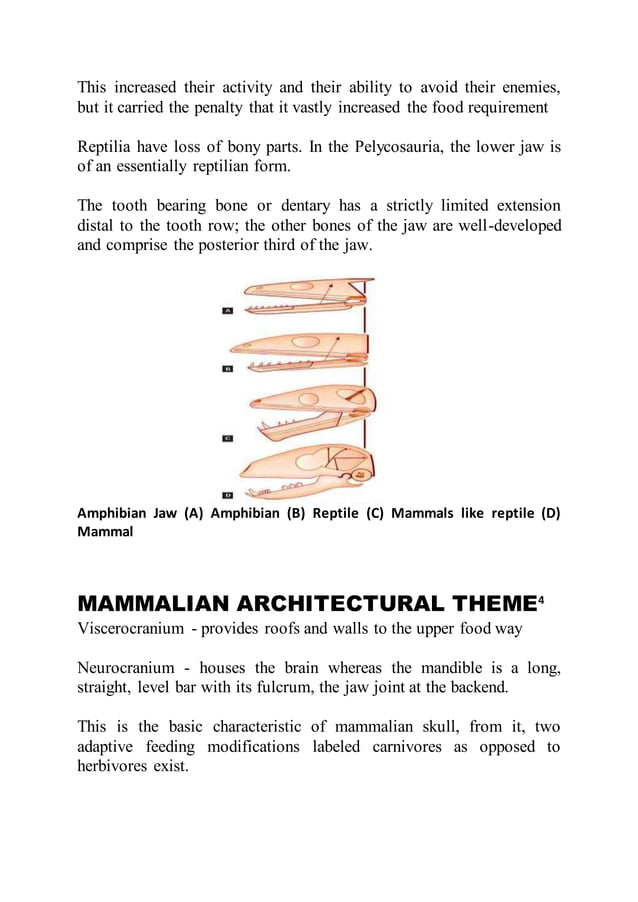 Evolution of jaws and tmj | DOCX | Dental Health | Diseases and Conditions