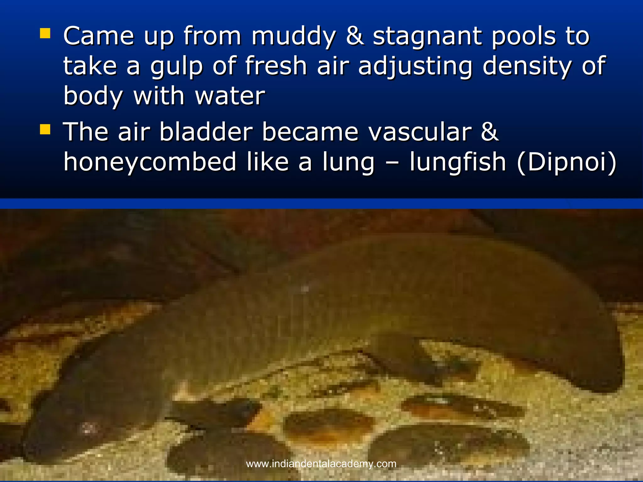 Evolution of jaws & temporomandibular joint / dental crown & bridge ...