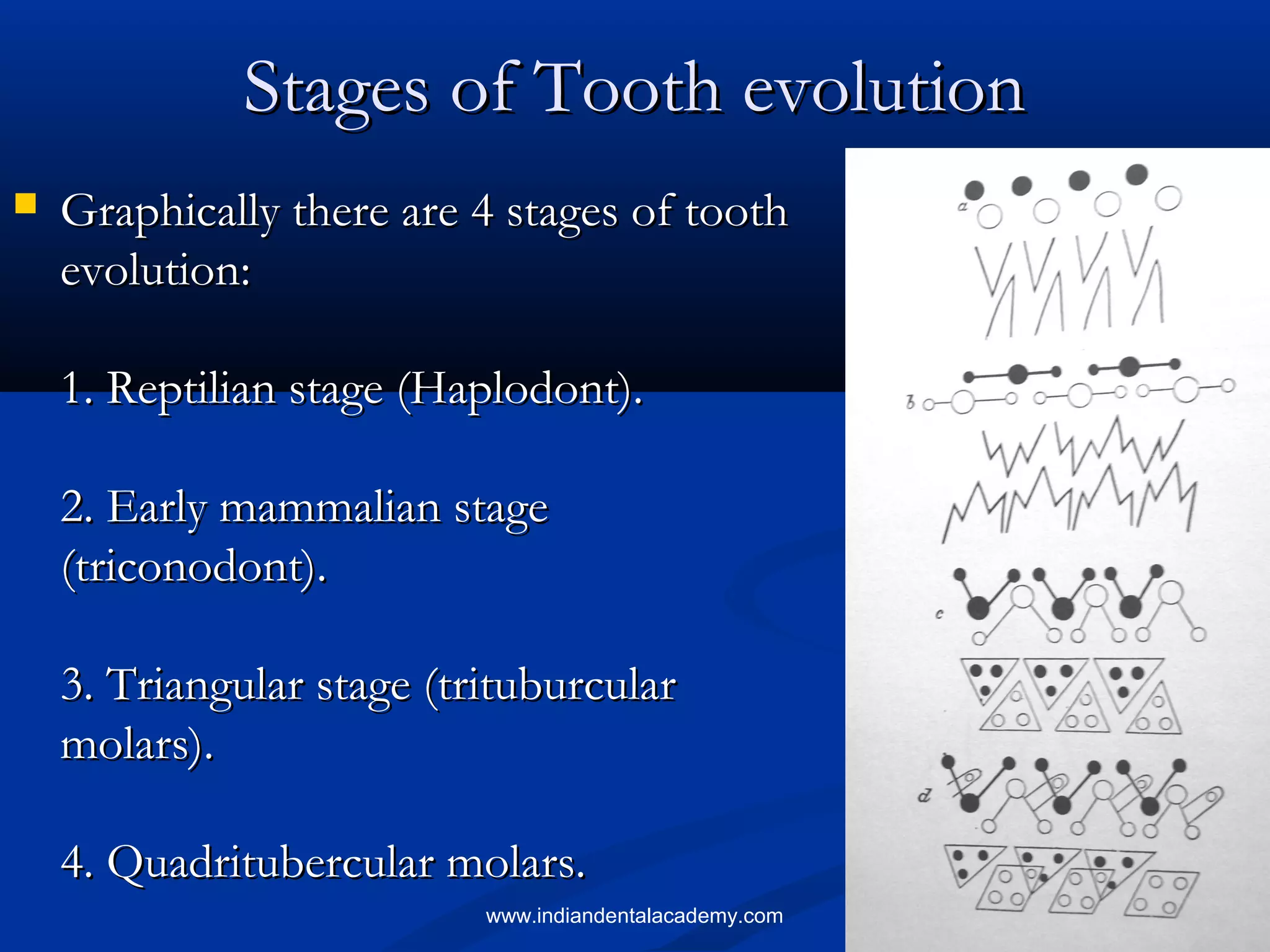Evolution of jaws & temporomandibular joint / dental crown & bridge ...