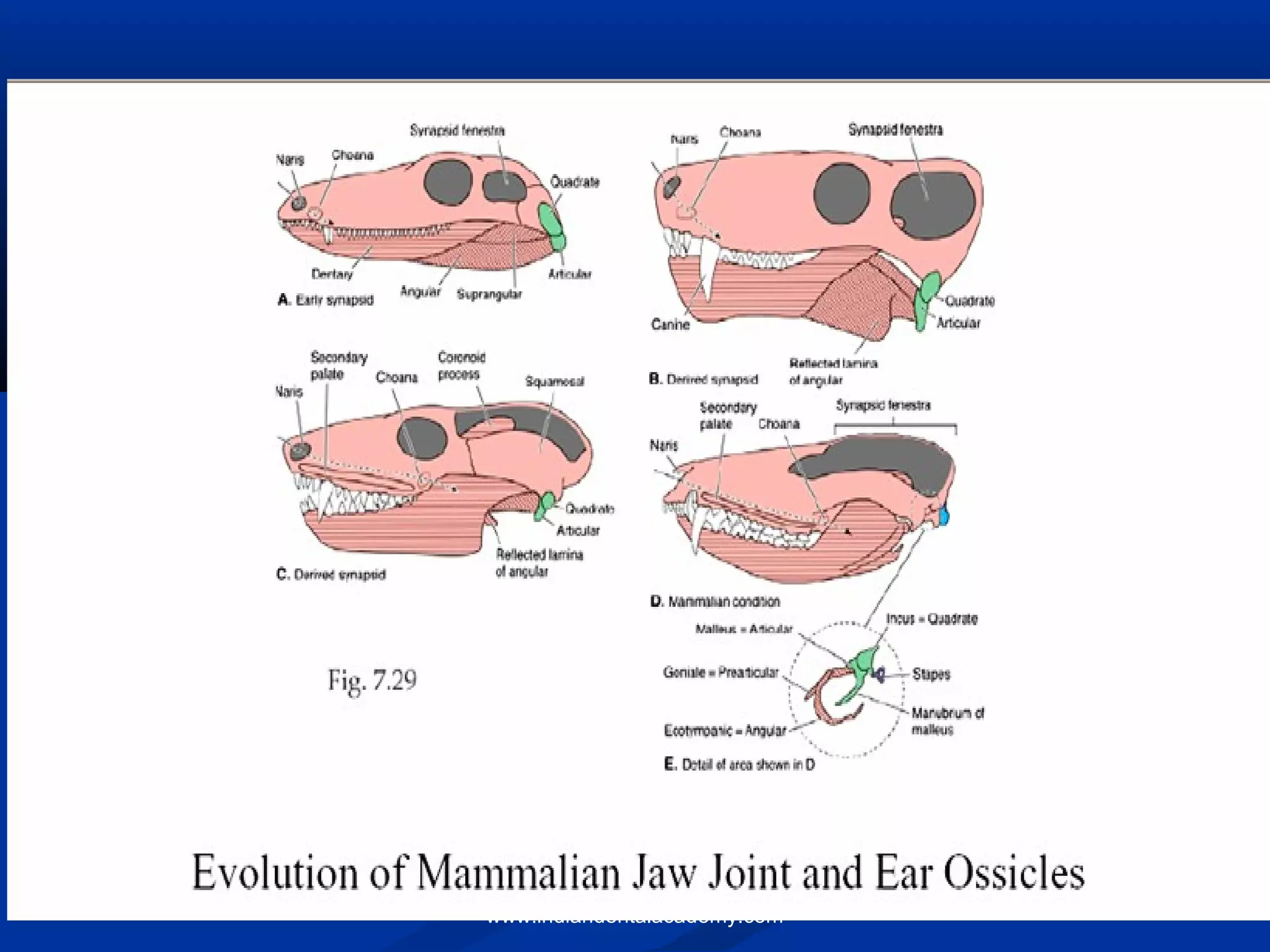 Evolution of jaws & temporo mandibular joint / oral surgery courses | PPT