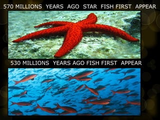 Evolution of life | PPTX