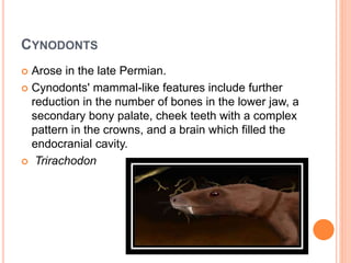 Evolution of mammamls | PPTX