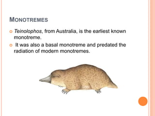 Evolution of mammamls | PPTX