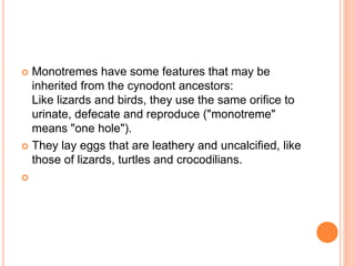 Evolution of mammamls | PPTX