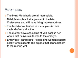 Evolution of mammamls | PPTX