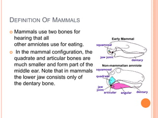 Evolution of mammamls | PPTX