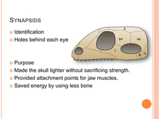 Evolution of mammamls | PPTX