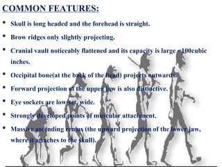 Evolution of man | PPTX
