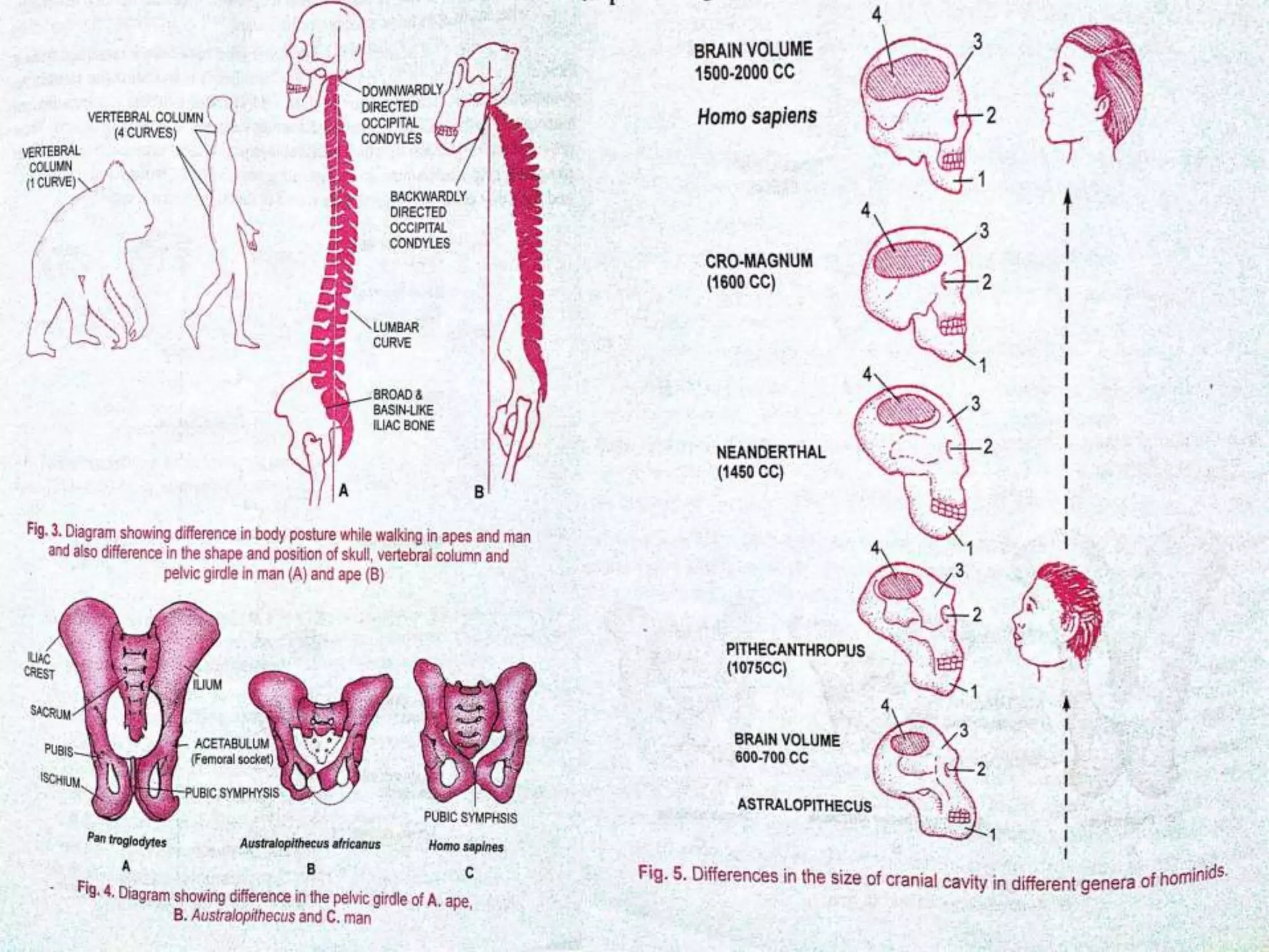 Evolution of man | PPTX