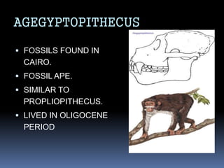 Evolution of man | PPTX